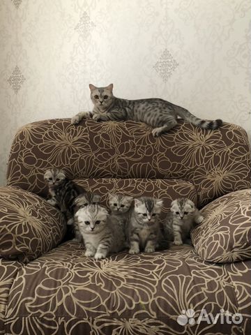 Вислоухие и прямоухие шотландские котята