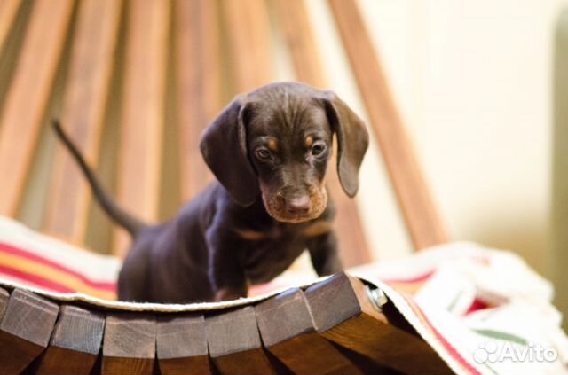 Шоколадный кобель стандартной таксы