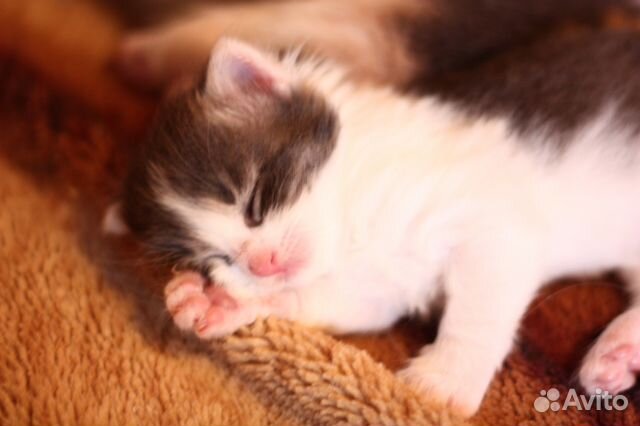 Котята ищут хозяев