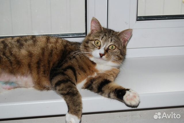 Зося 2 года стерилизована в добрые руки