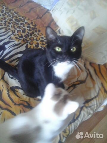 Котики в добрые руки