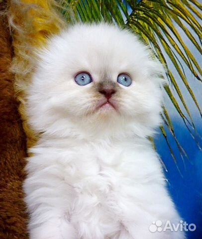 Шикарный котик хайленд фолд