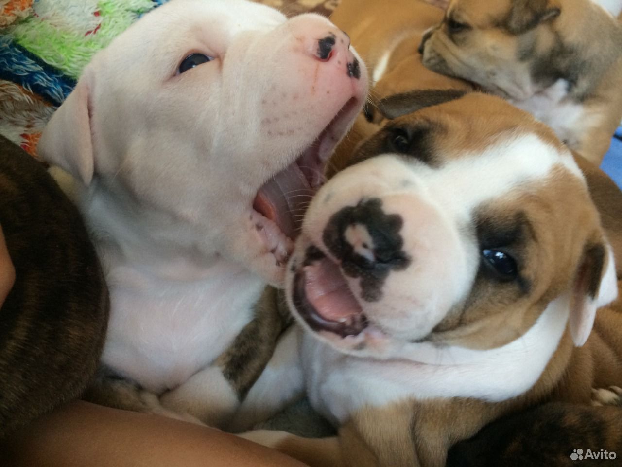 Щенки стаффордширский терьер 3 месяца