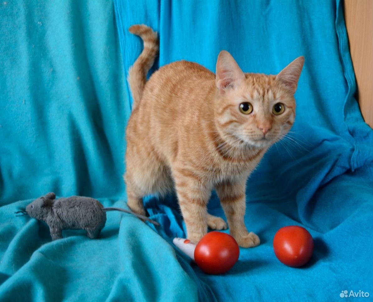 Рыженькая девочка ищет заботливых хозяев