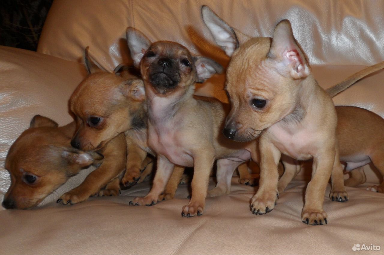 Забавные малыши для Вас