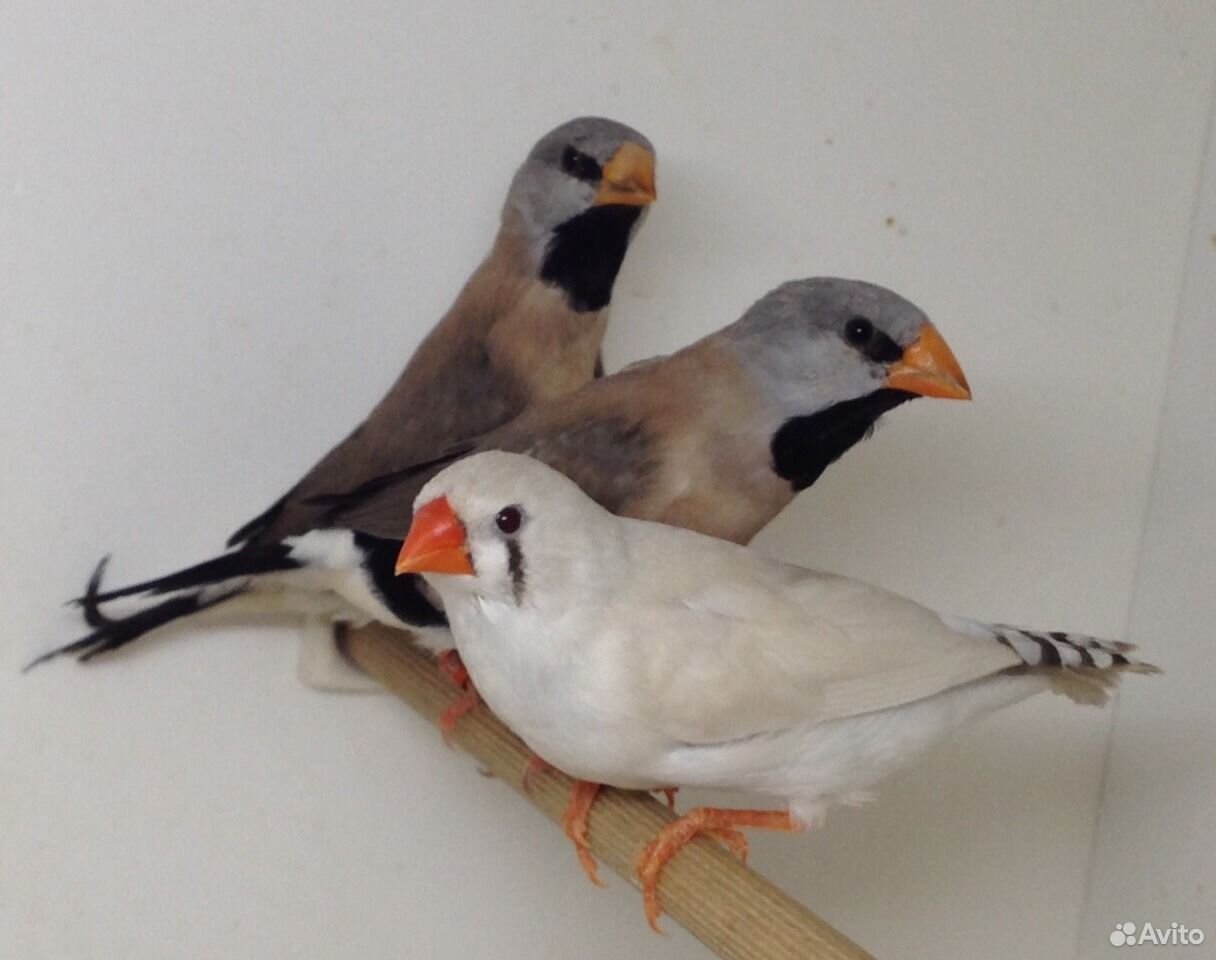 Зебровая амадина самка мармазет