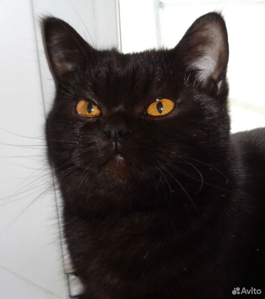 Красивая черная пантера Марта