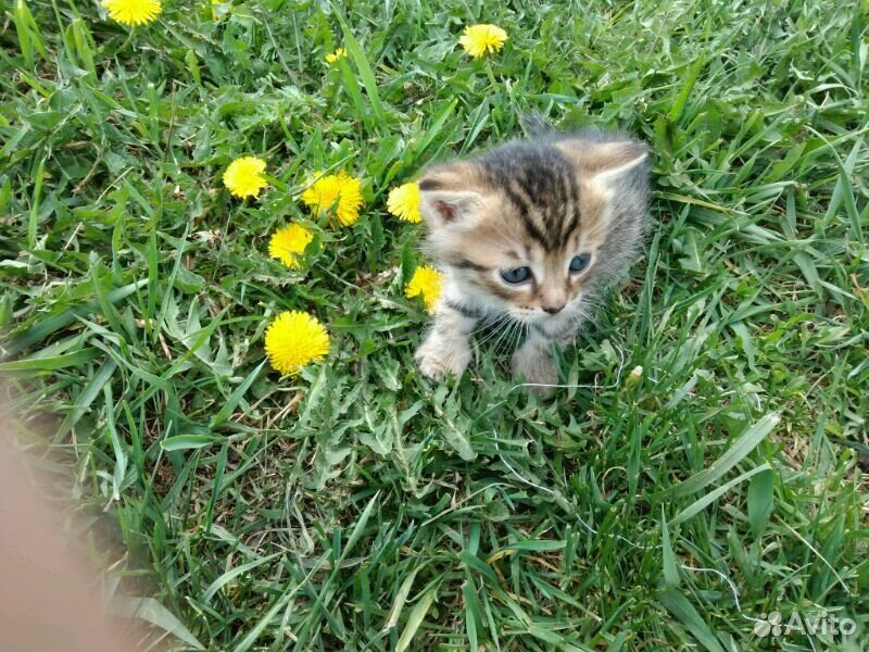 Котятя пушистики бесплатно