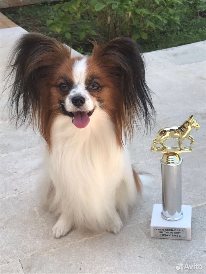 Чемпион-папийон для вязки. Заведи себе щенят