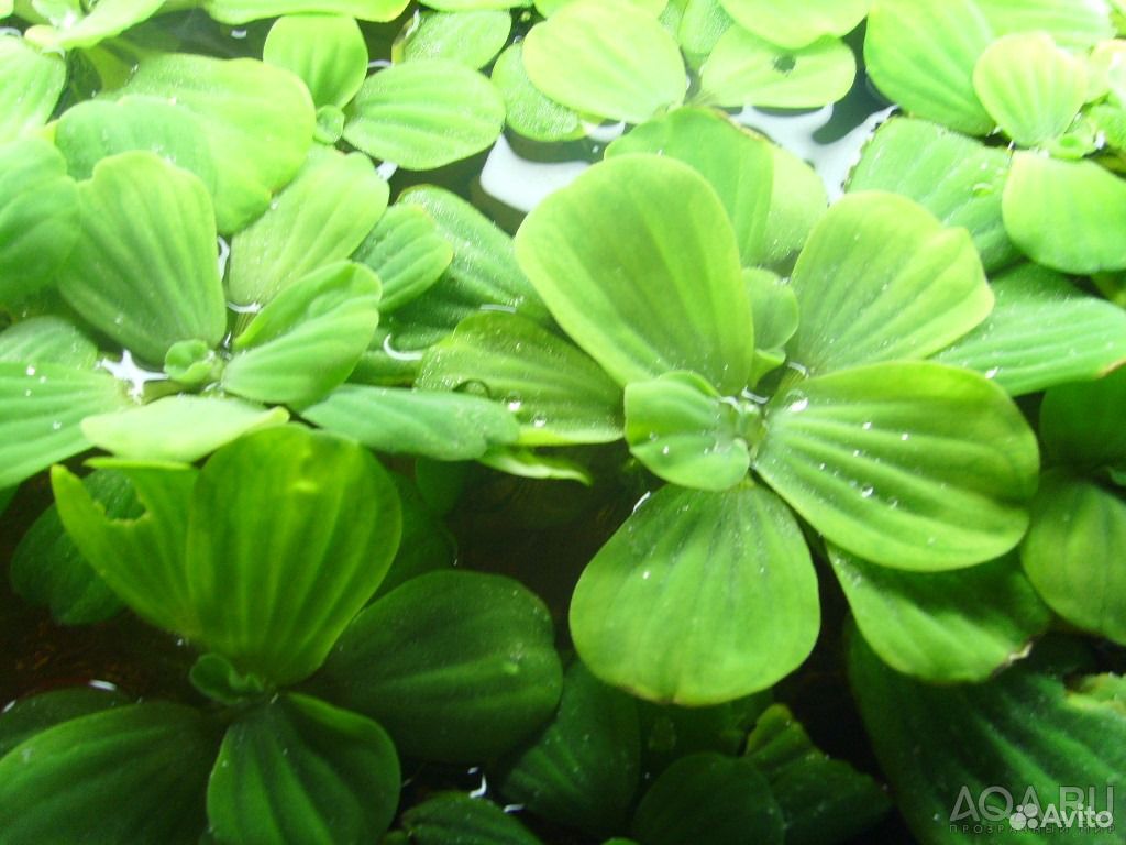 Пистия (растение для аквариума)