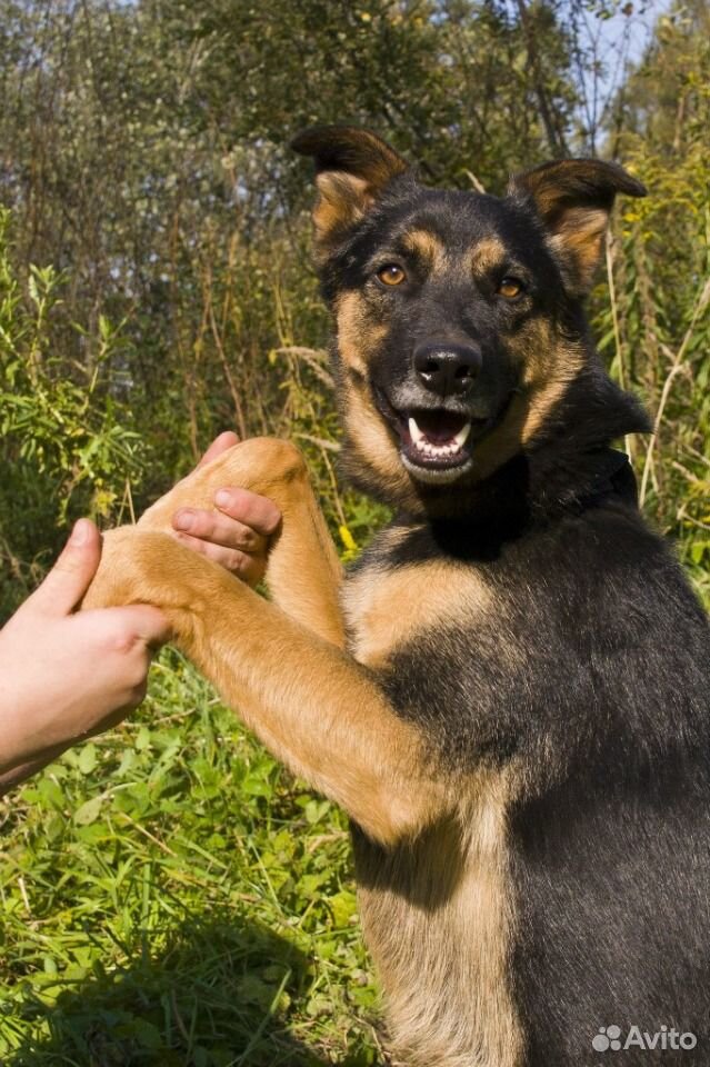 Жук - собака-компаньон ищет дом