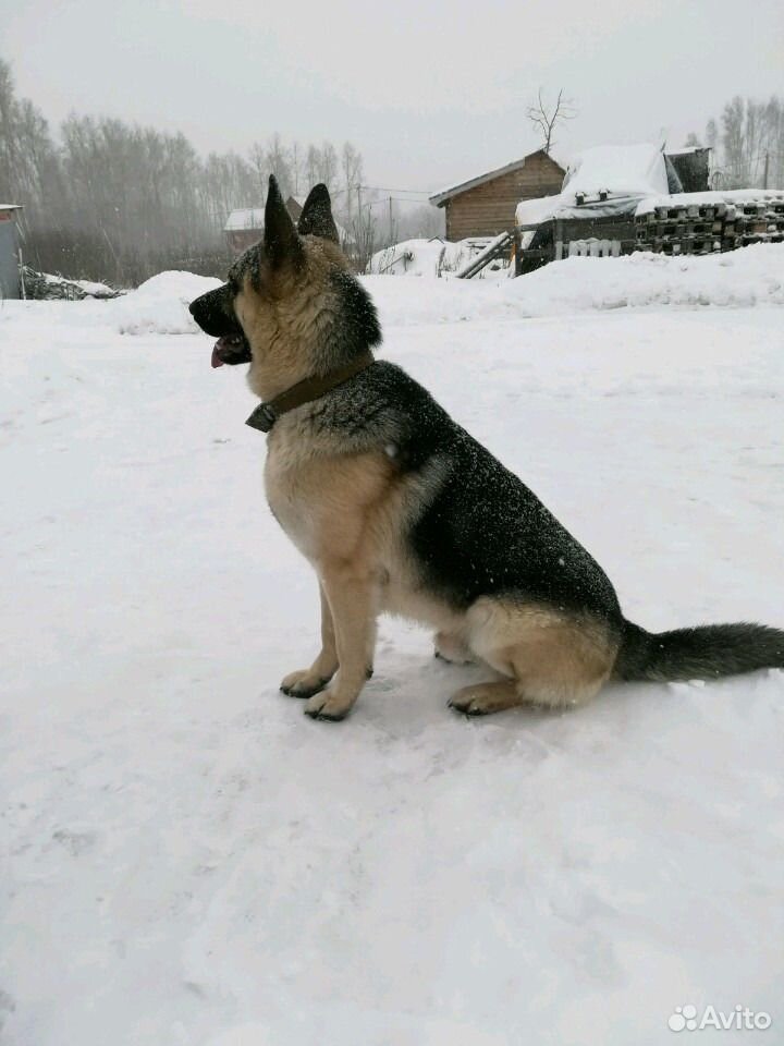 Кобель на случку