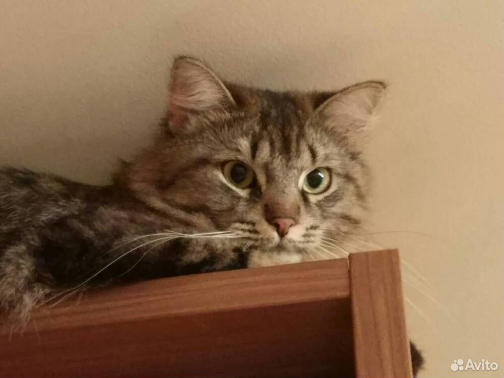 Кошка Алиса в добрые руки