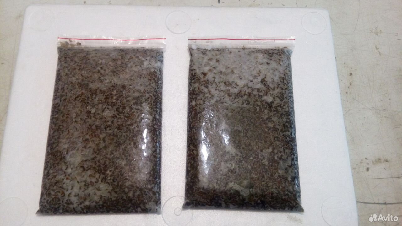 Гаммарус (мормыш) замороженный в брикетах по 1 кг