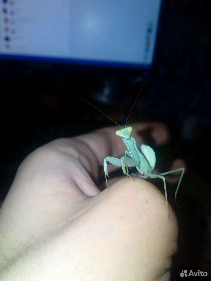 Sphodromantis viridis- Африканский богомол