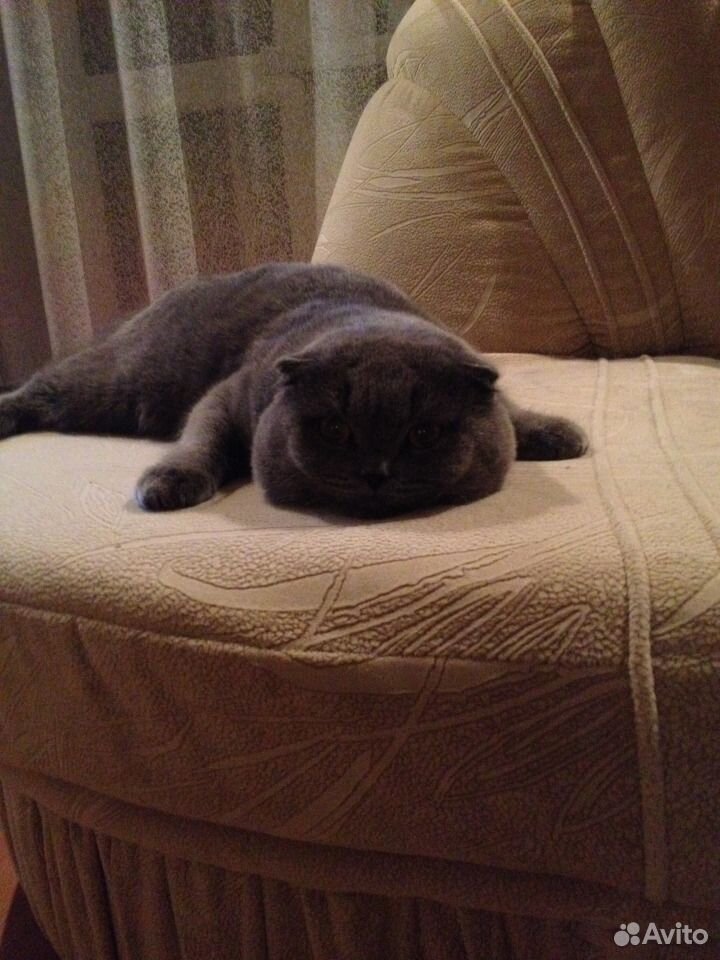 Красавцы британцы