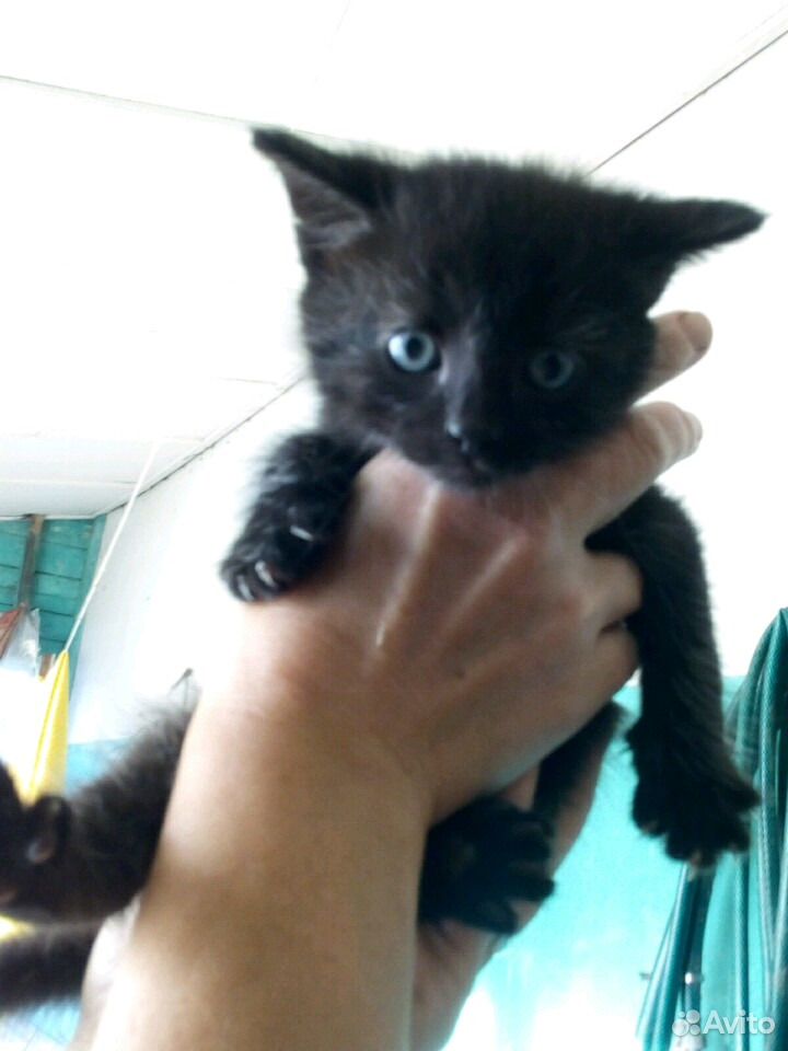 Мальчишки-котишки ищут дом