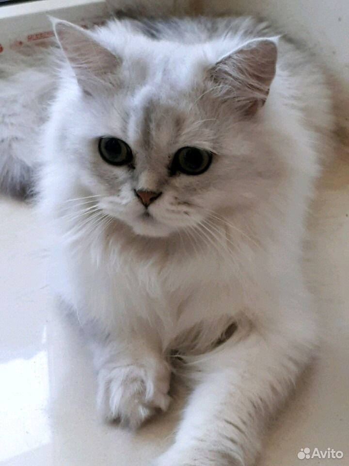 Красивый парень для вязки и его дети