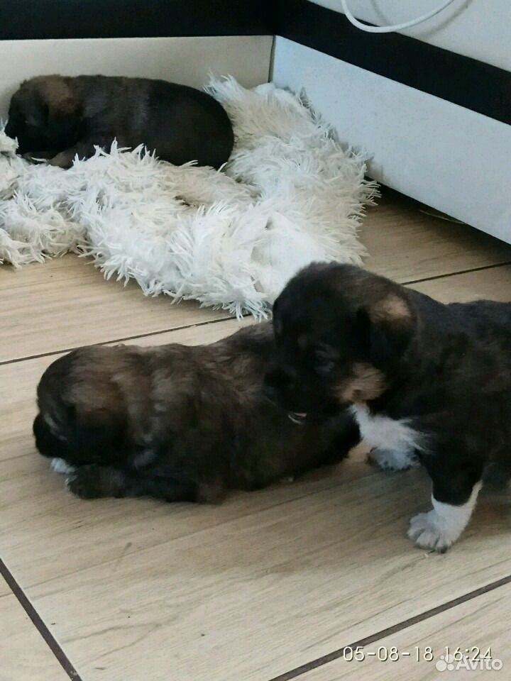 Щенки алабая