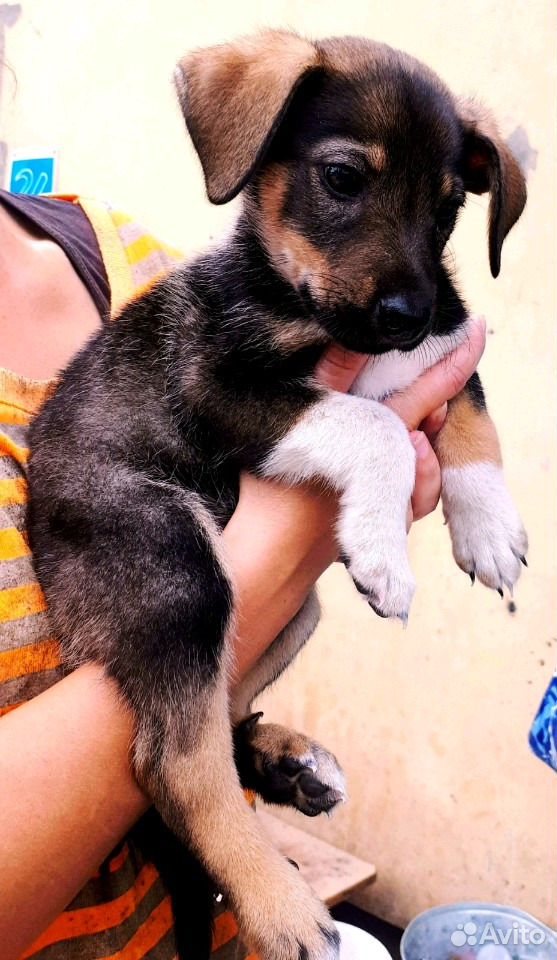 Овчаристый парень