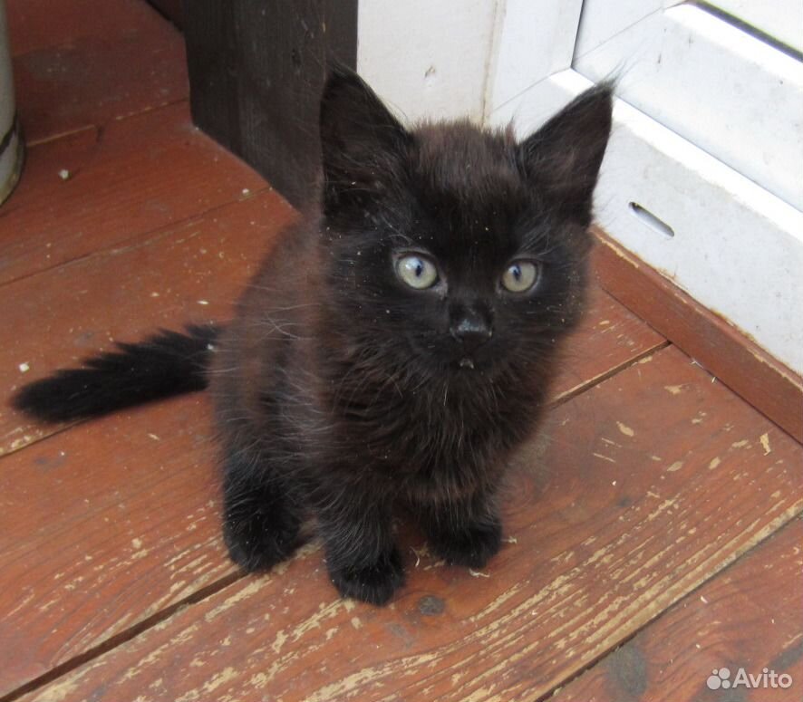 Продаются метисы Мейн-кунов