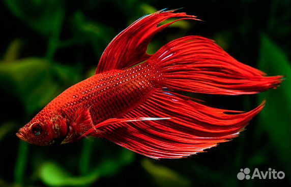 Мальки петушка