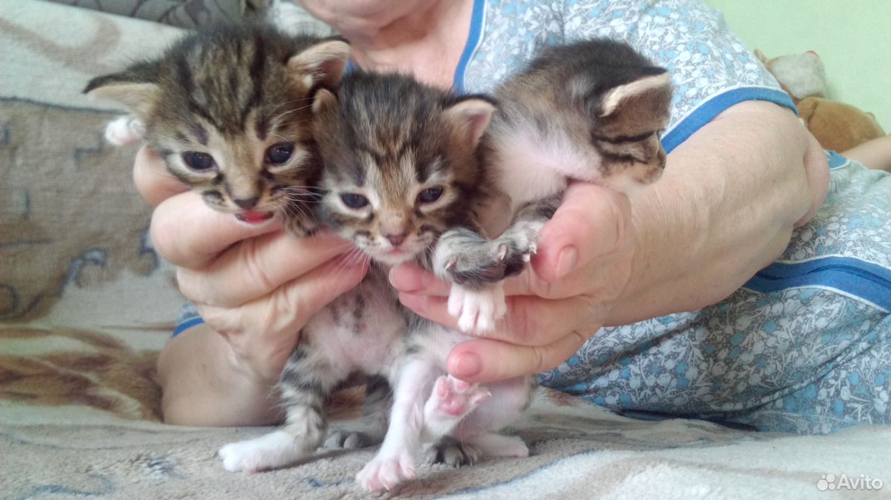Три котёнка (мальчики) др 01.08.18