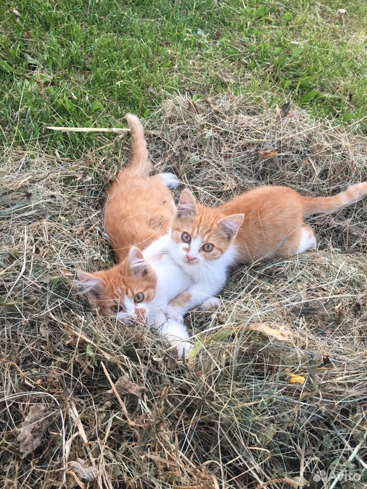 Котята в дар