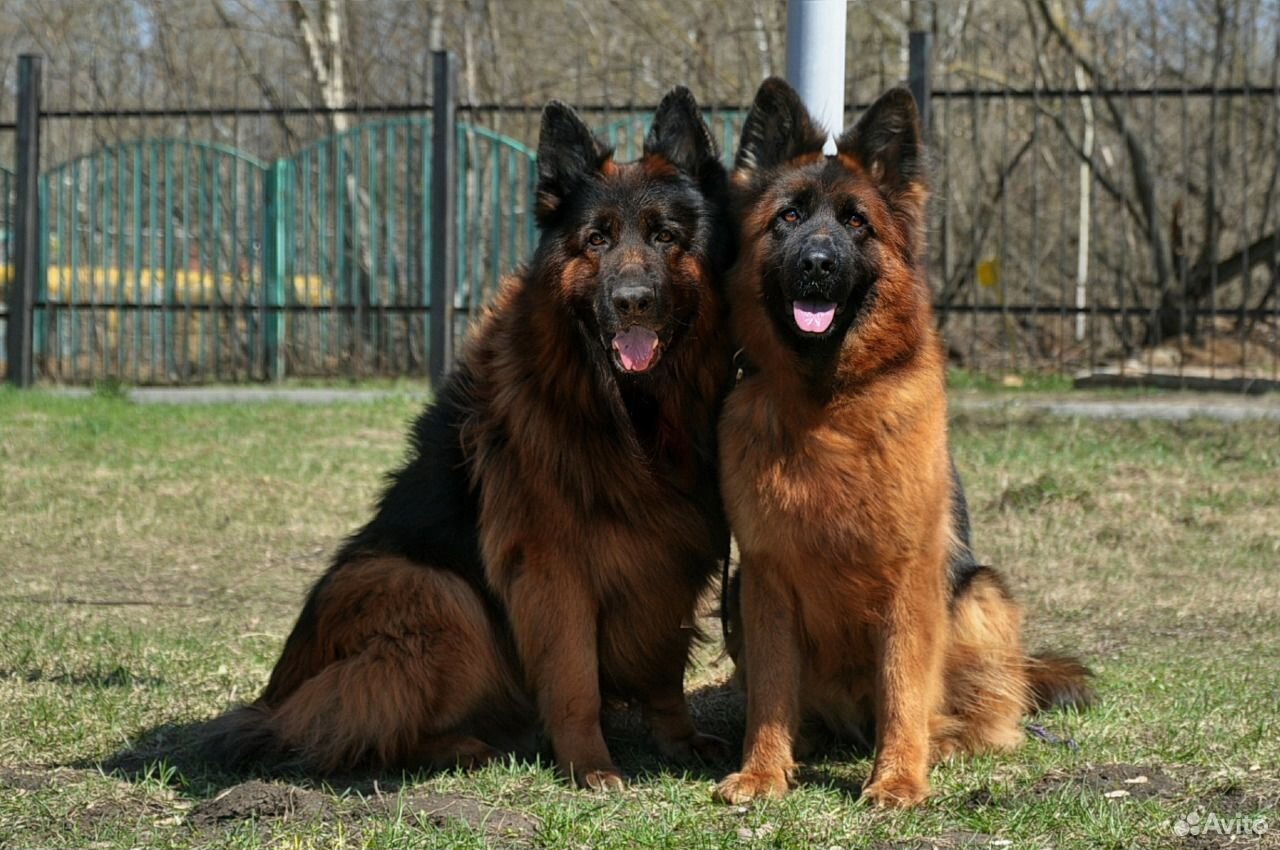 Франта шикарный щенок