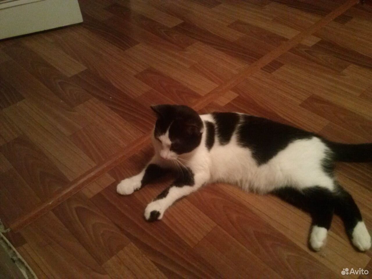 Котик