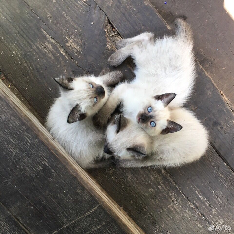 Тайские котята
