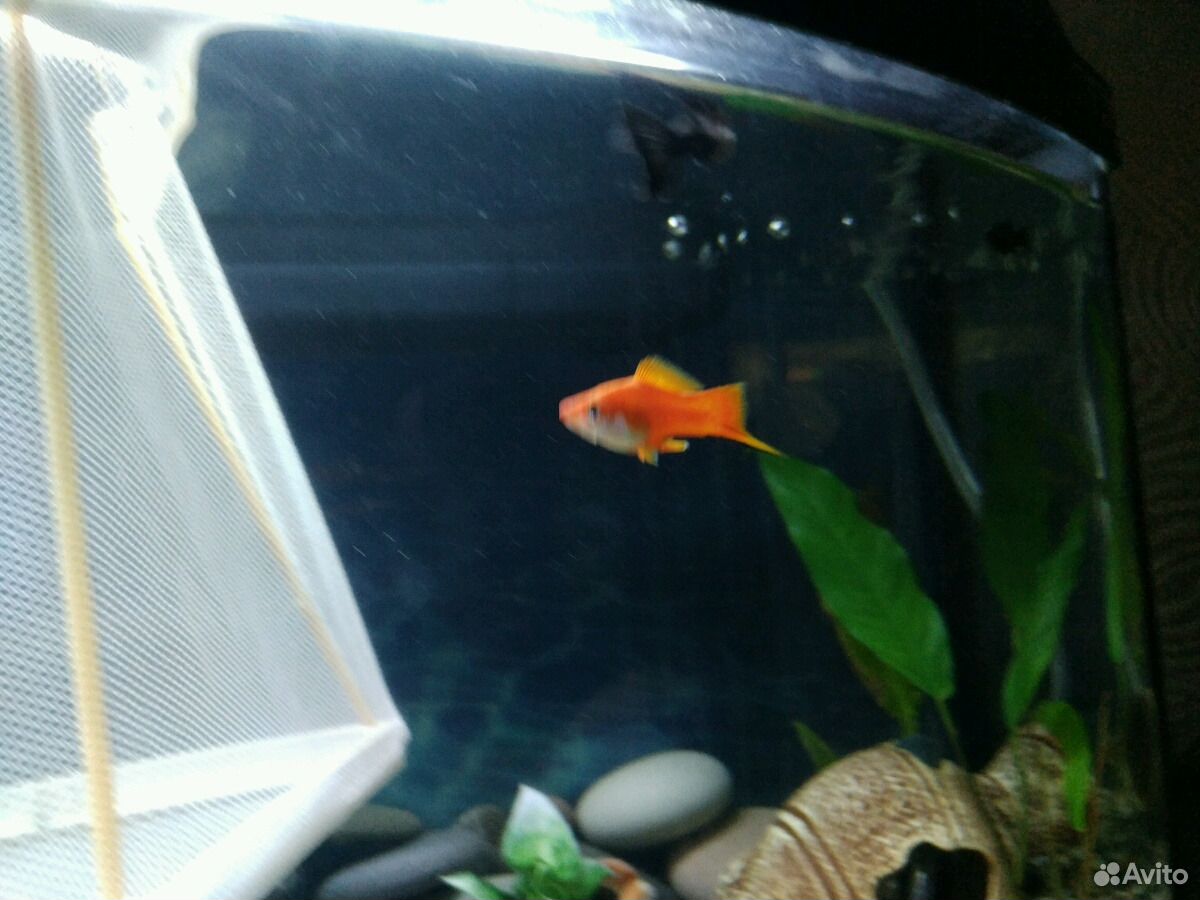 Рыба меченосец самец