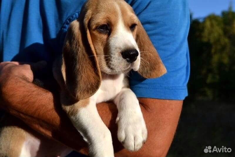 Биглюшки- плюшевые ушки