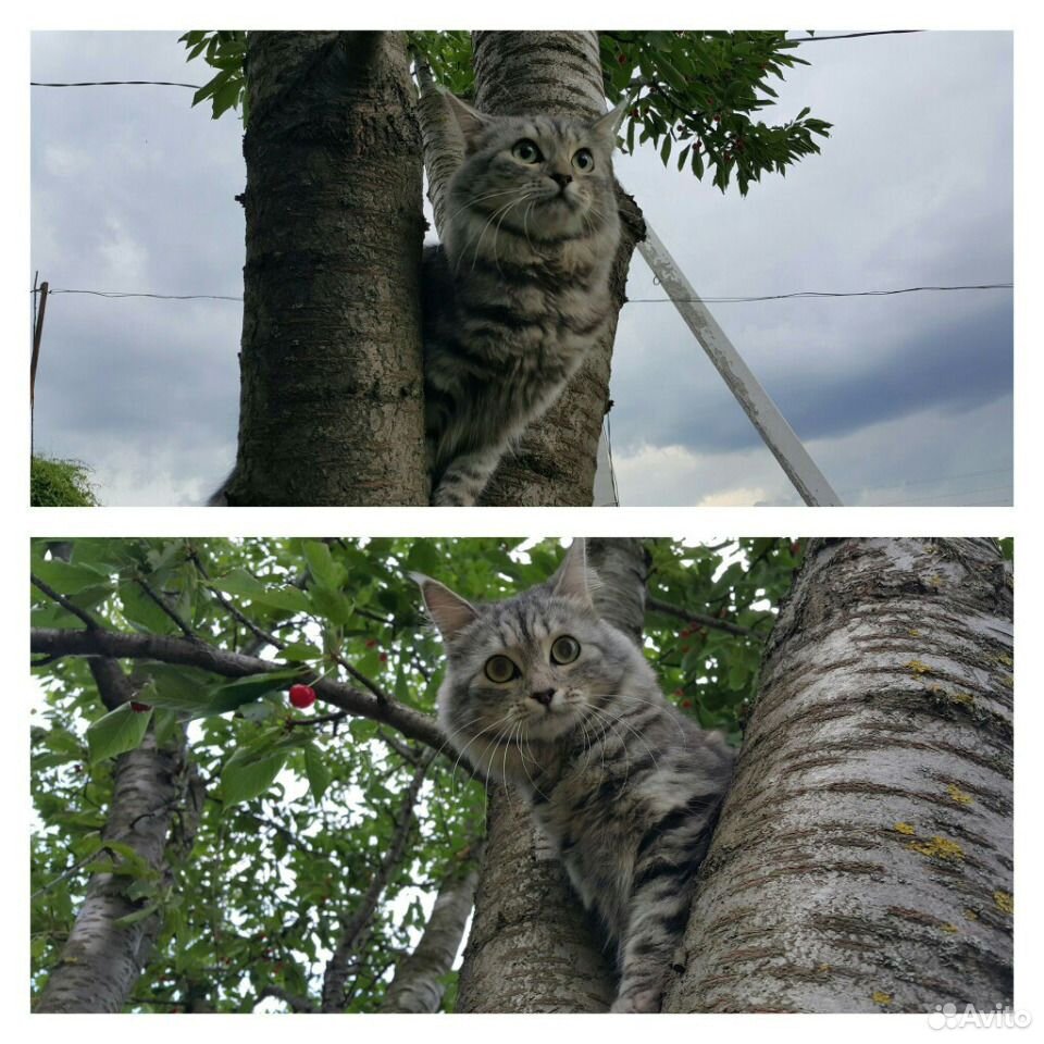 Отдам кошку Kitty