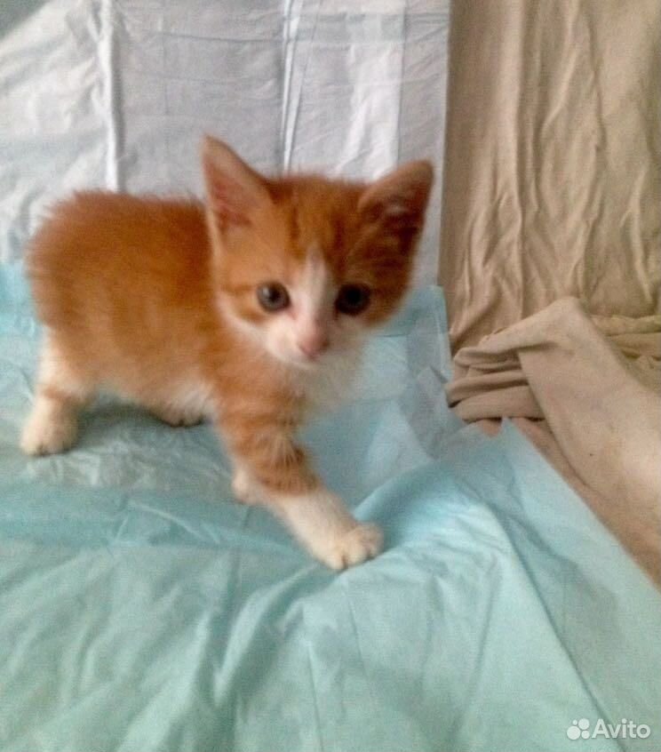 Рыжие котята - плюшевые "солнышки" в добрые руки