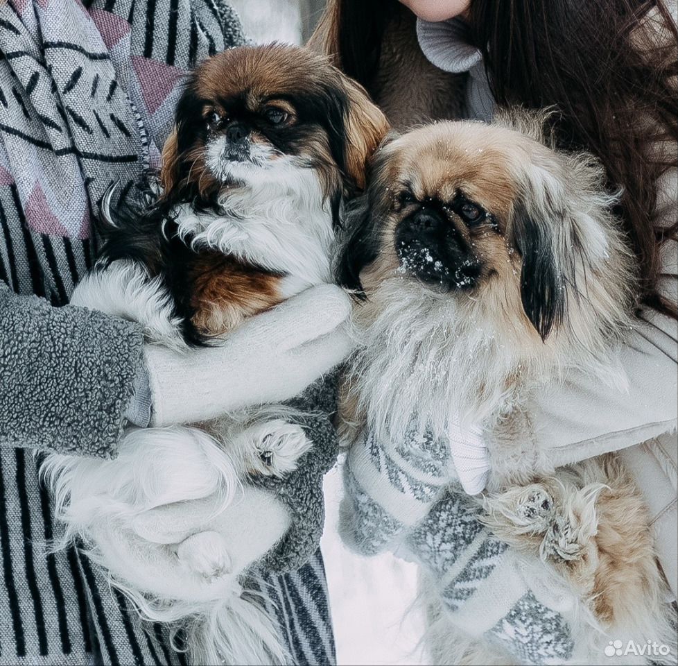 Продам щенков породы пекинес