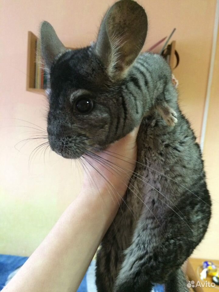 Шиншилла (мальчик)