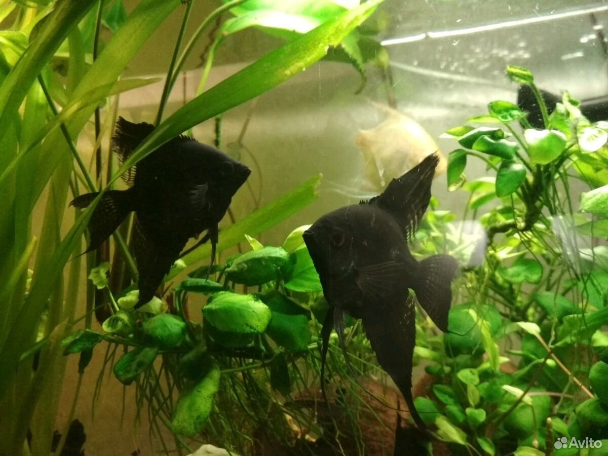 Скалярия черная