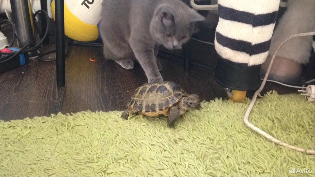 Британский котёнок
