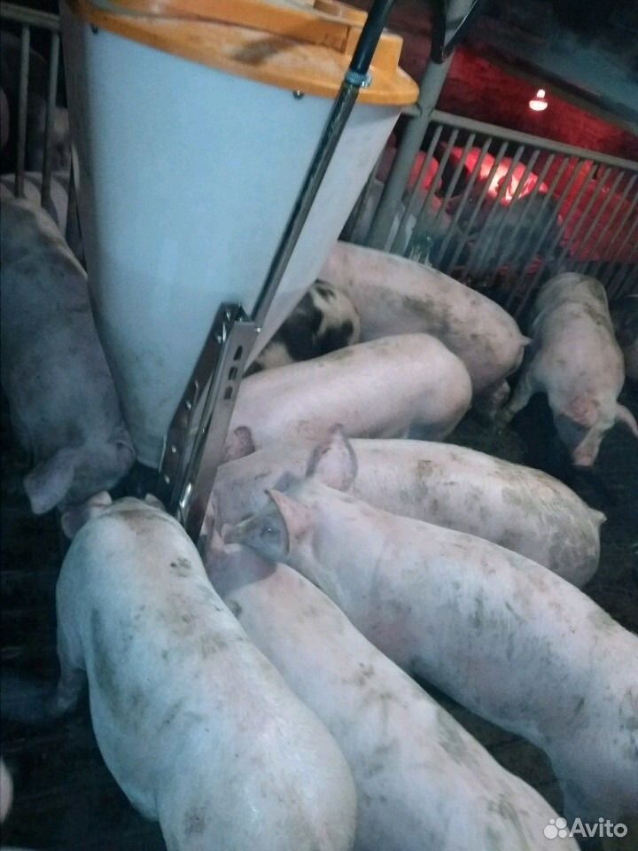 Племенные поросята