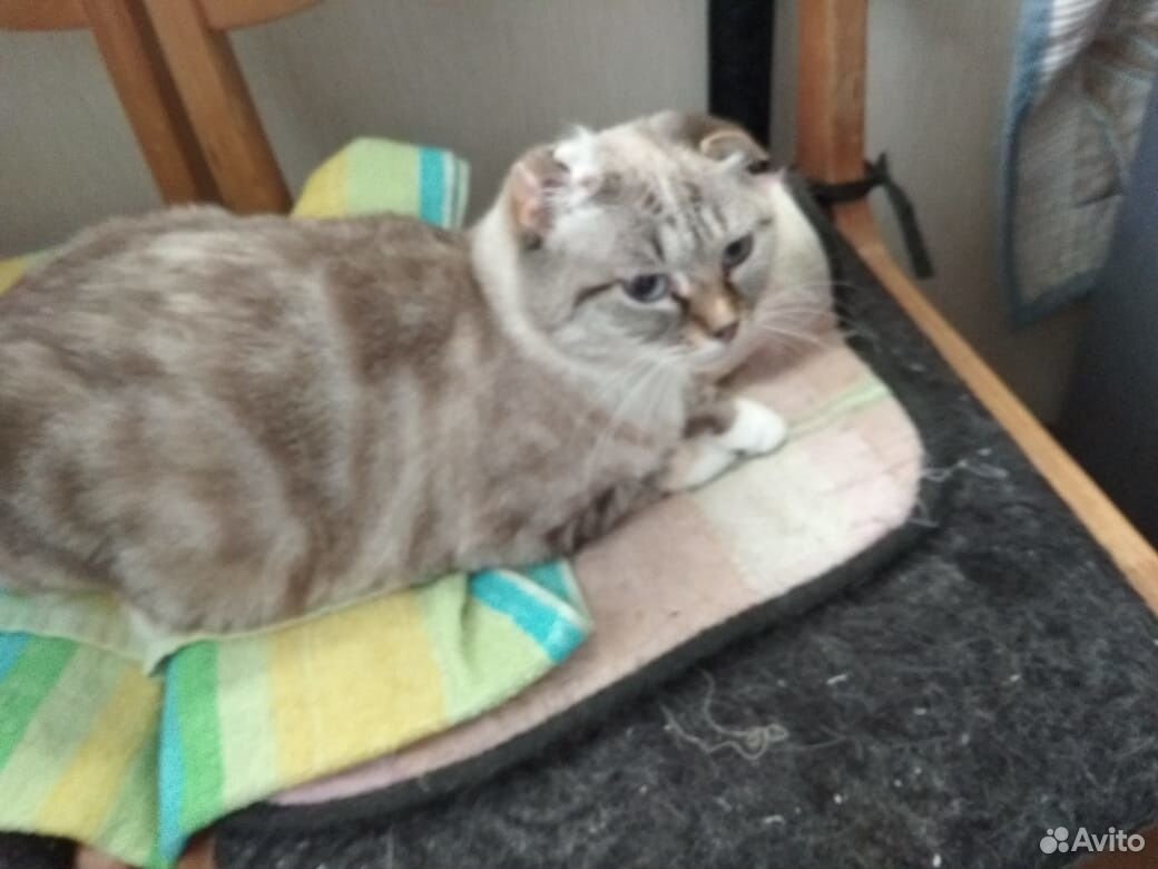 Кошка в дар. Вислоухая и Стерилизована 2 года