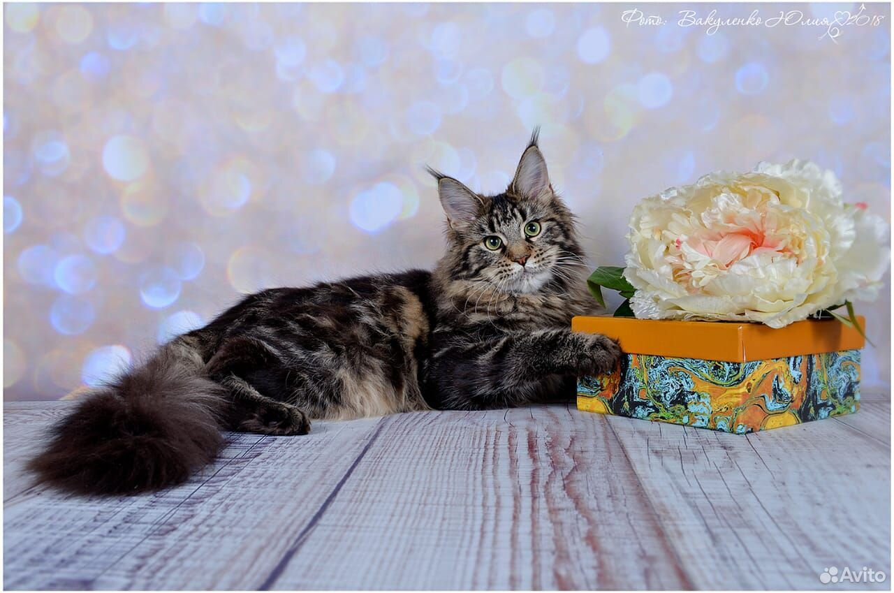 Продажа котят мэйн-кун