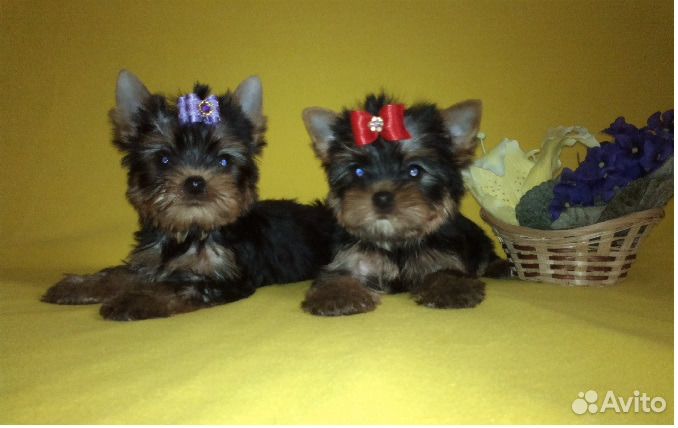 Йоркширский терьер Бэби Фейс