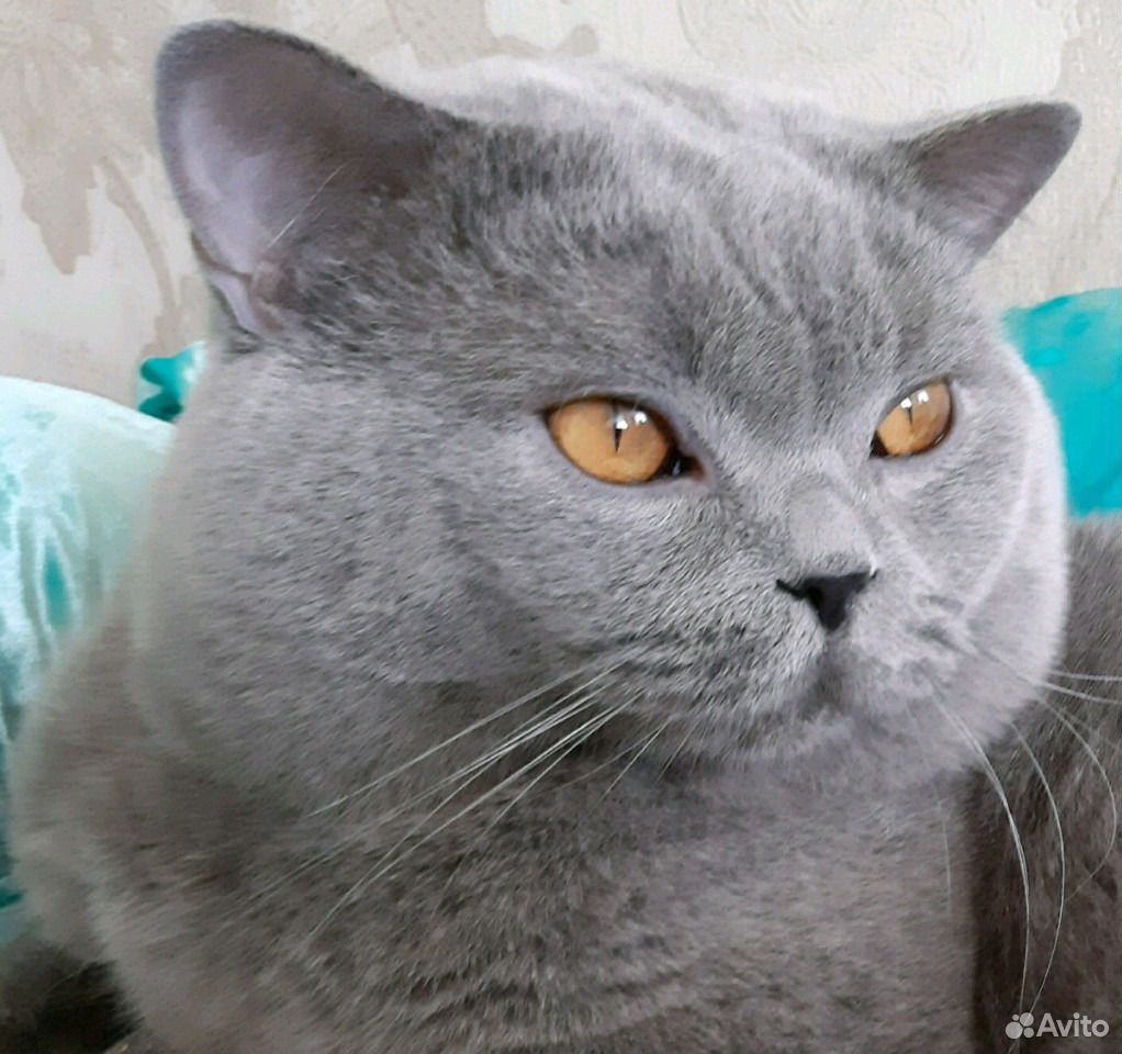 Вязка. Британец плюшевый короткошерстный