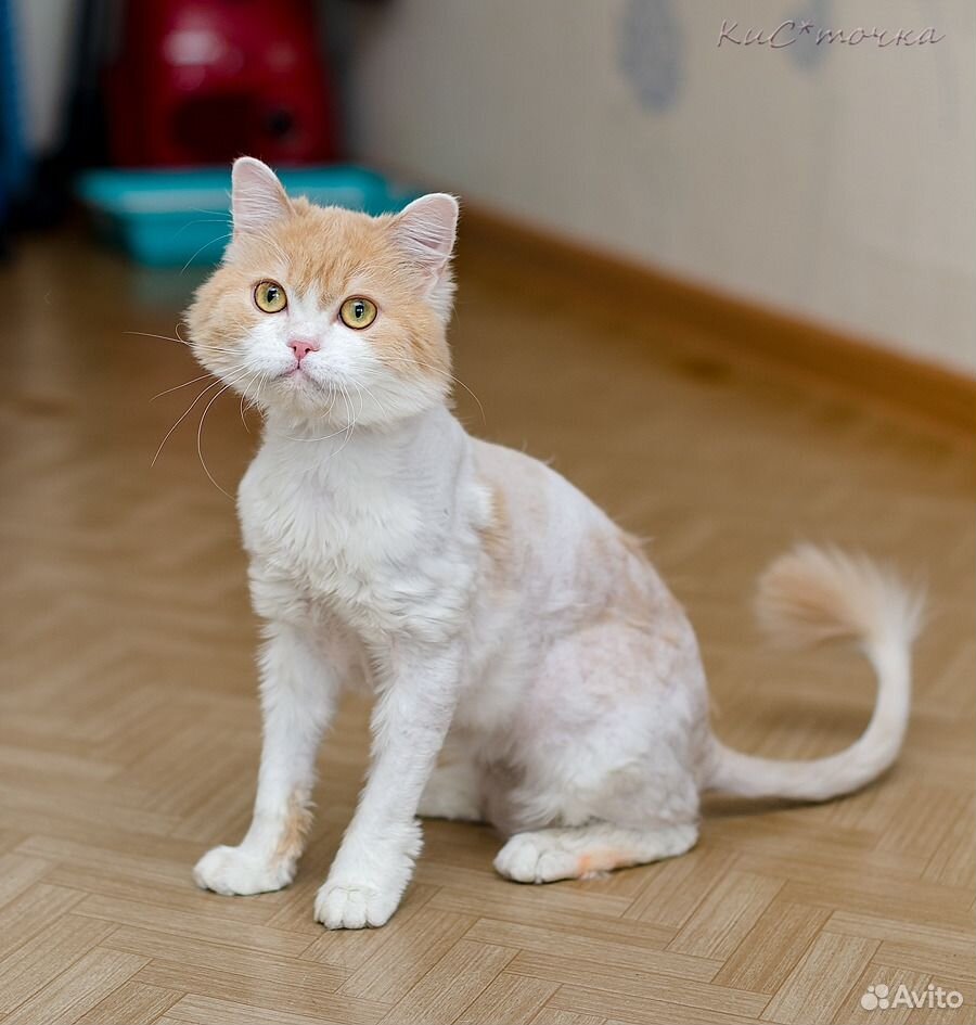 Смешной кот Пуфик ищет дом