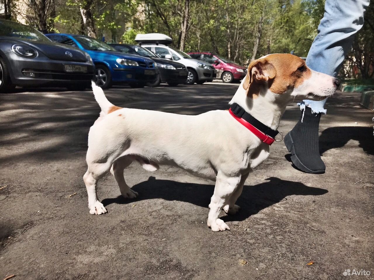 Мальчик вязка: Джек Рассел терьер