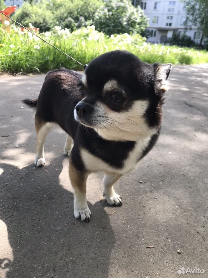 Чихуахуа для вязки