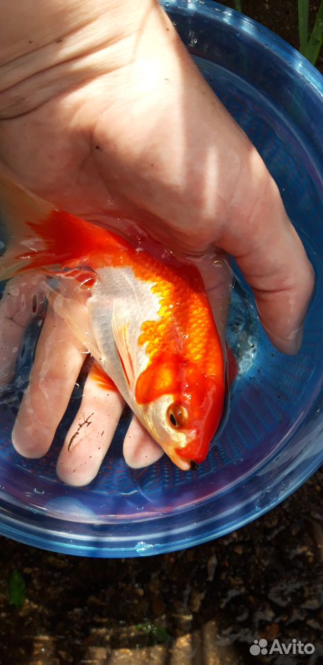 Китайский декоративный карась для пруда