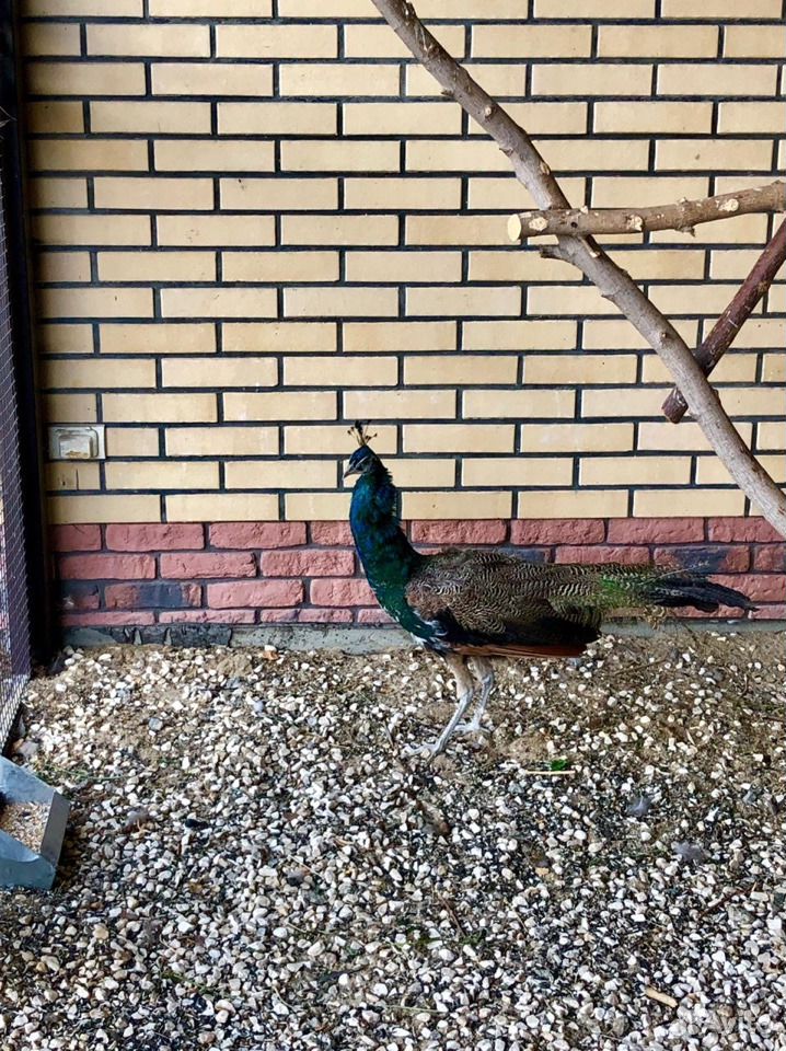 Продам павлина