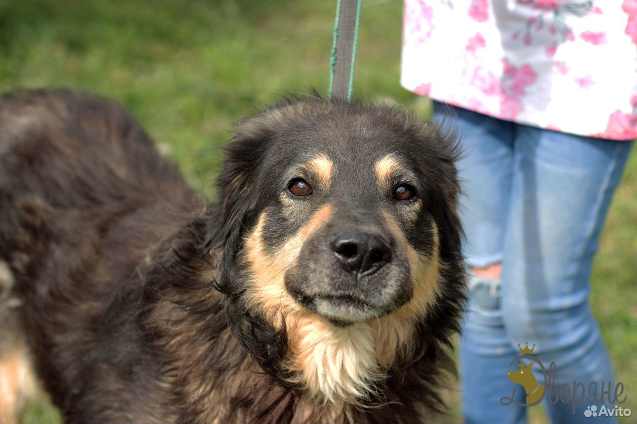 Настоящий охранник Бурят ищет дом